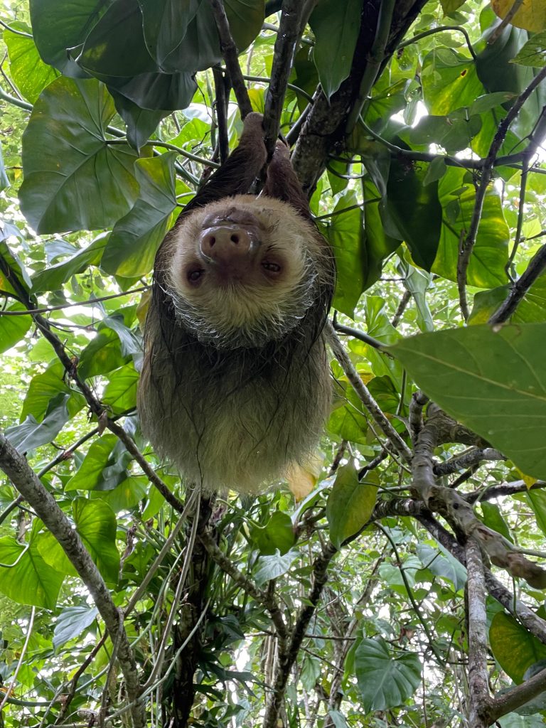 ¿Dónde ver perezosos en Costa Rica? – Pococí Cámara de Turismo y Afines ...